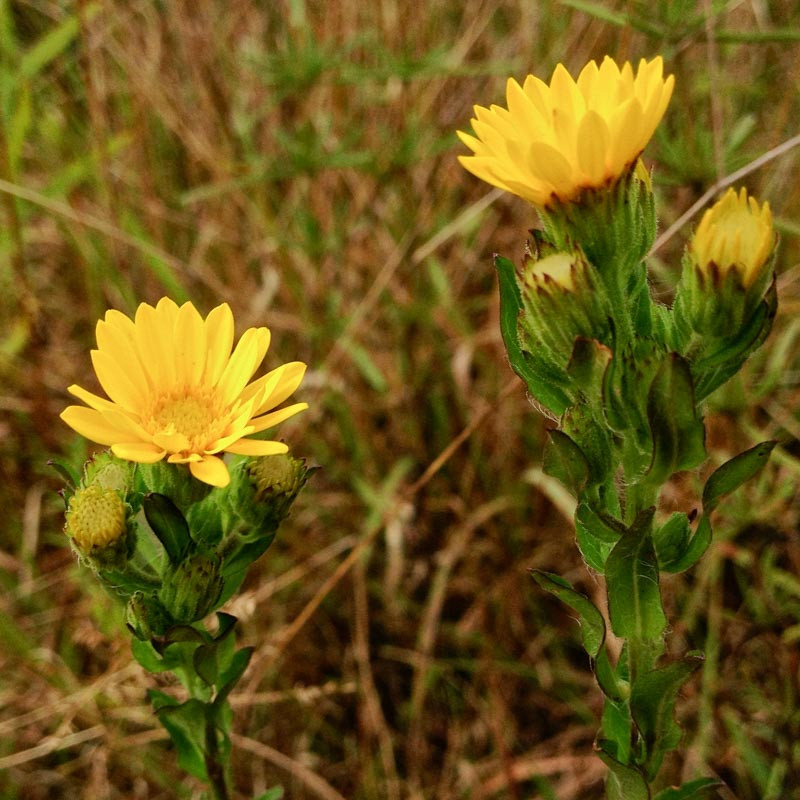 Chrysopsis mariana (Maryland Golden Aster)