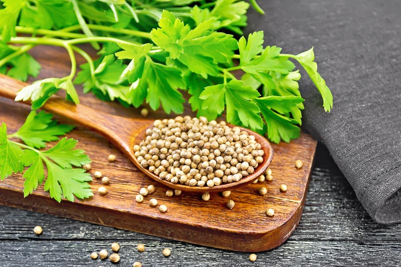 Cilantro and Coriander - All You Need To Know