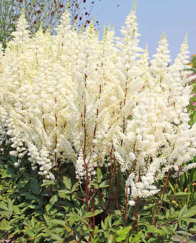 Astilbe 'Happy Spirit' (Arendsii Hybrid)
