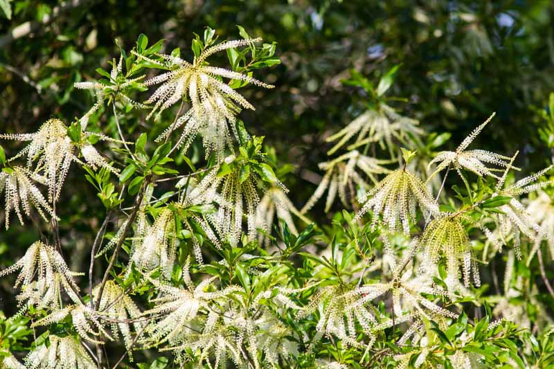 Cyrilla racemiflora (Titi)