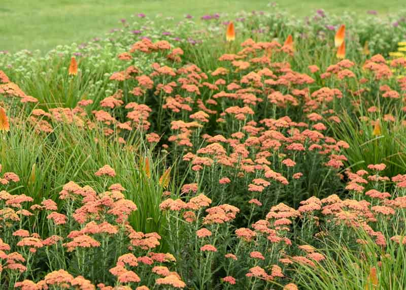 Achillea millefolium 'Firefly Peach Sky' (Yarrow)