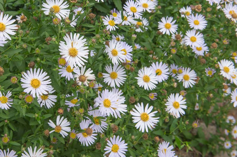 Kalimeris incisa 'Madiva' (Japanese Aster)