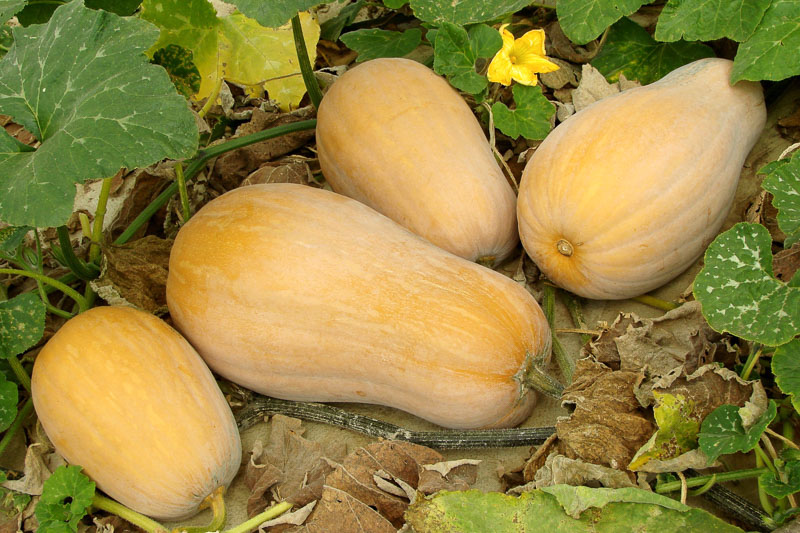 Winter Squash (Cucurbita moschata)