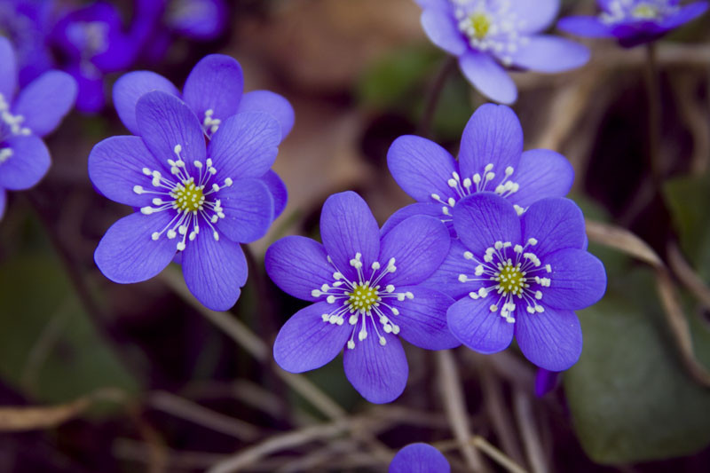 Hepatica nobilis (Liverleaf)
