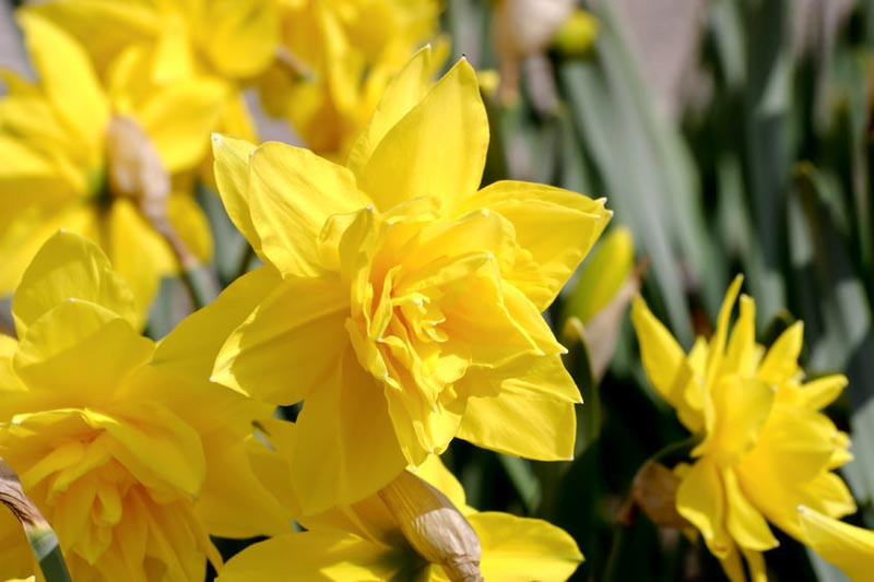Narcissus 'Golden Ducat' (Double Daffodil)