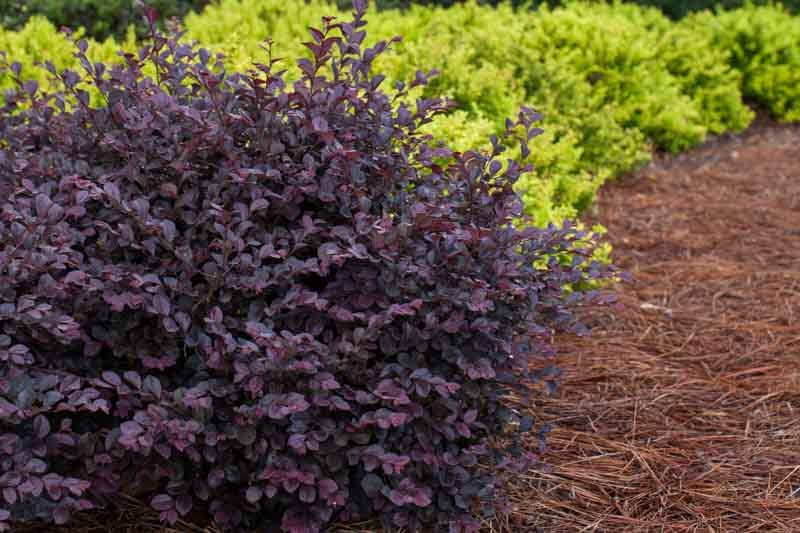 Loropetalum chinense var. rubrum Crimson Fire™ (Chinese Fringe Flower)