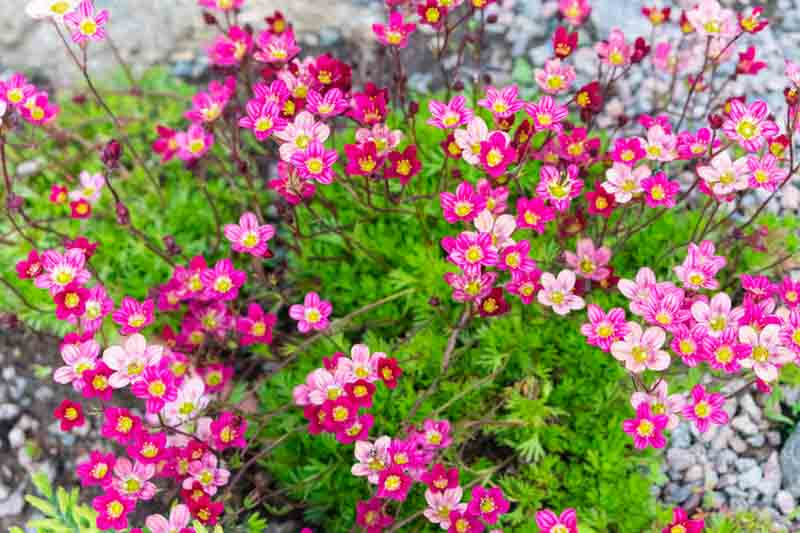Saxifraga 'Highlander Red Shades' (Saxifrage)