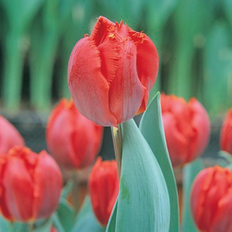 Tulipa 'Arma' (Fringed Tulip)