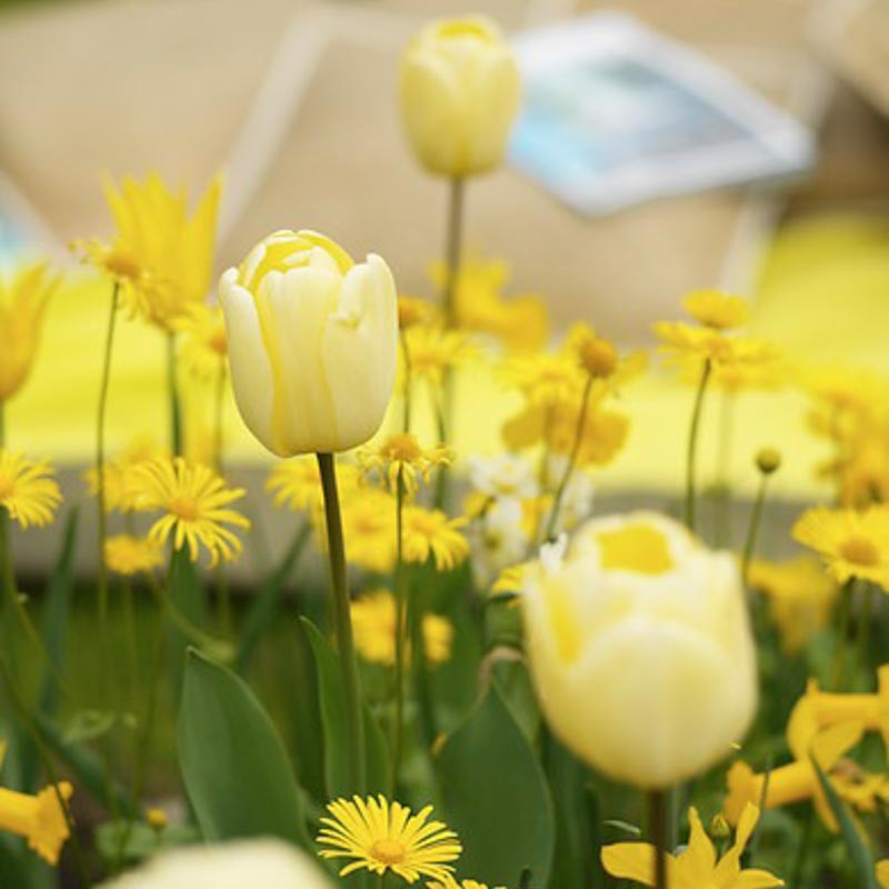 Tulipa 'Ivory Floradale' (Darwin Hybrid Tulip)
