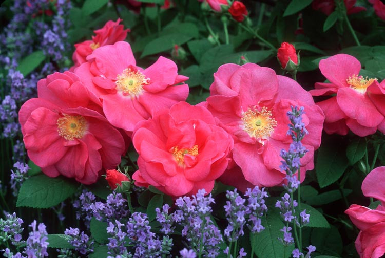 Rosa gallica var. officinalis (Old Red Damask Rose)
