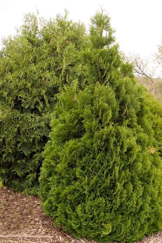 Thuja occidentalis 'Holmstrup' (American Arborvitae)