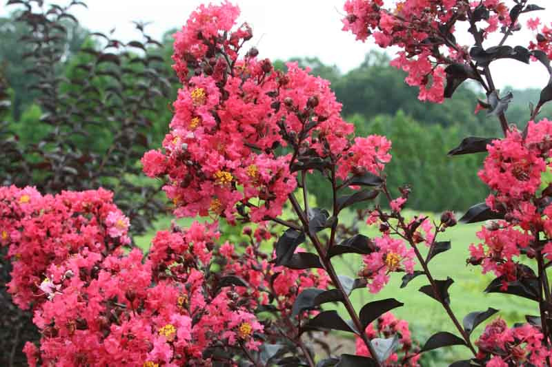 Lagerstroemia Midnight Magic™ (Crape Myrtle)