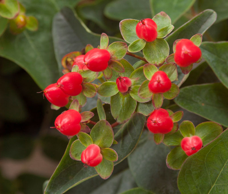 Hypericum x inodorum 'Red Fame' (St. John's Wort)