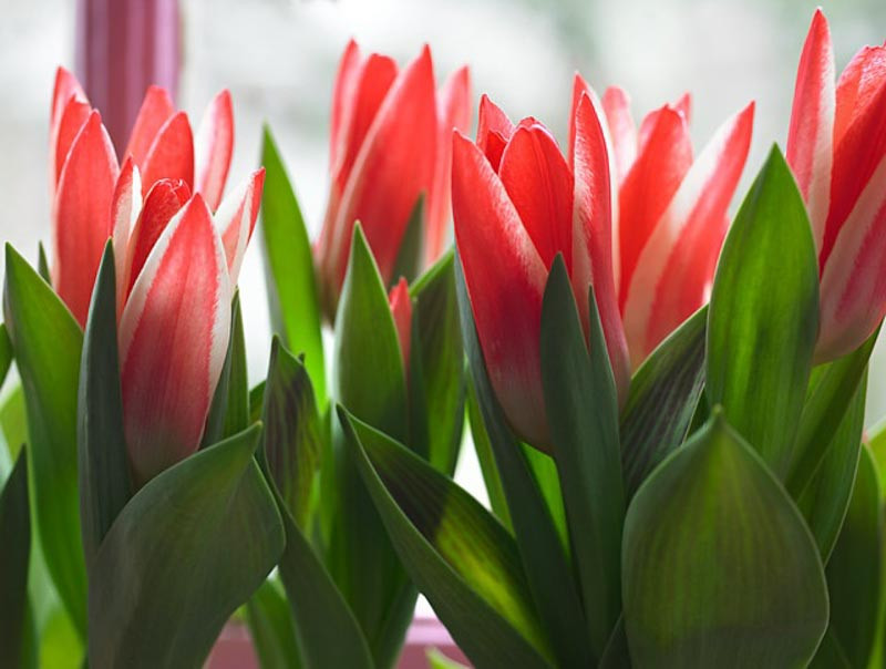 Tulipa 'Pinocchio' (Greigii Tulip)