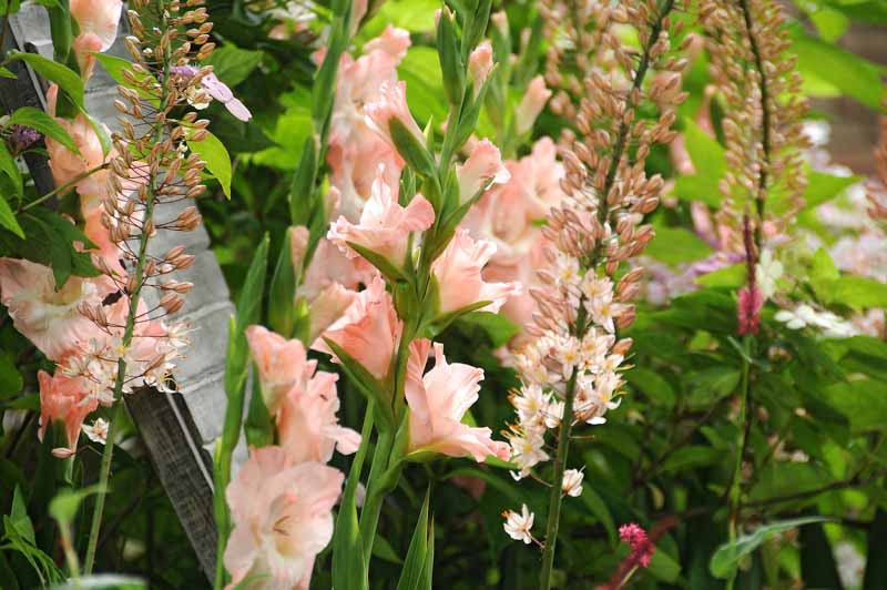 Gladiolus 'Rose Supreme' (Sword-Lily)