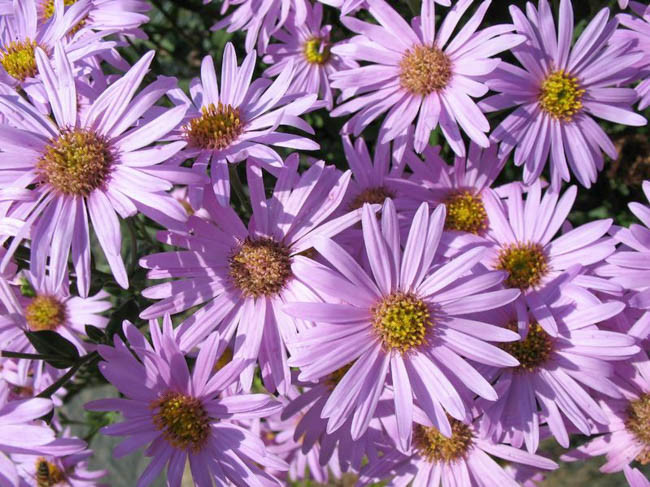 Aster amellus 'Rosa Erfullung' (Italian Asters)