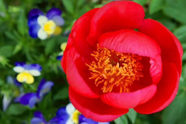 Paeonia 'Scarlett O'Hara' (Peony)