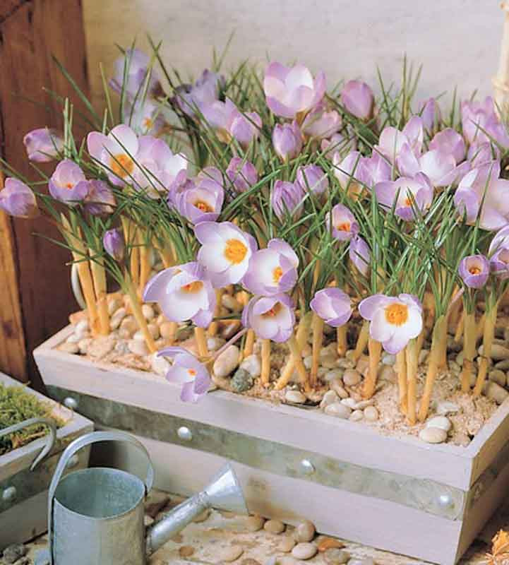 Crocus sieberi Subsp. atticus 'Firefly' (Sieber's Crocus)