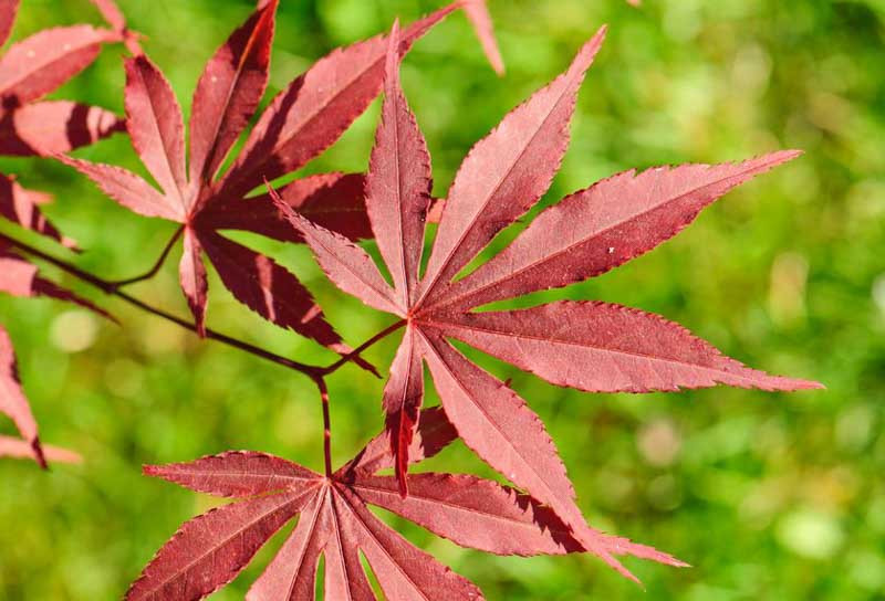 Acer palmatum 'Atropurpureum' (Japanese Maple)