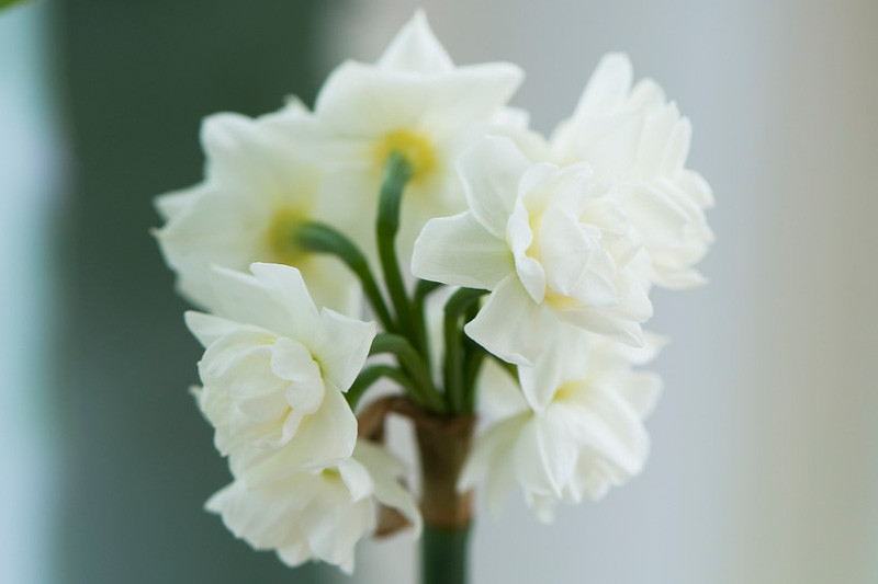 Narcissus 'Erlicheer' (Double Daffodil)