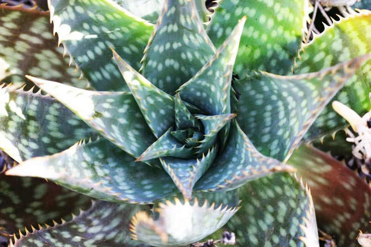 Aloe maculata (Soap Aloe)
