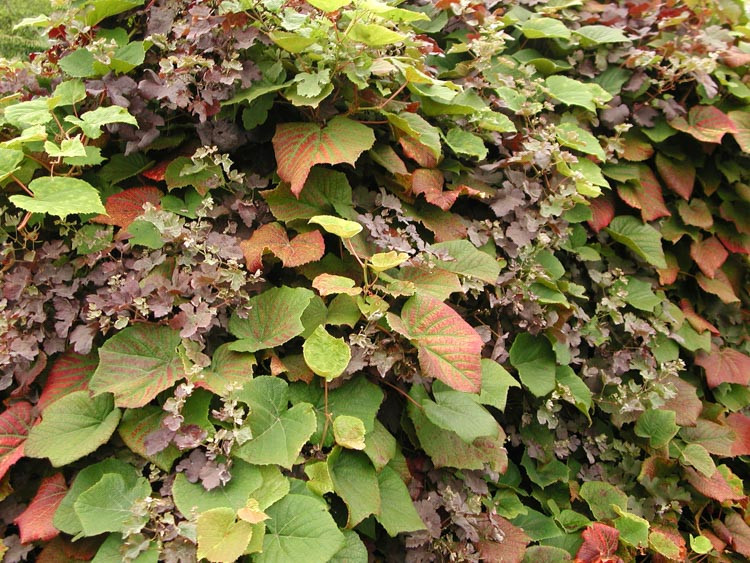 Vitis coignetiae (Crimson Glory Vine)