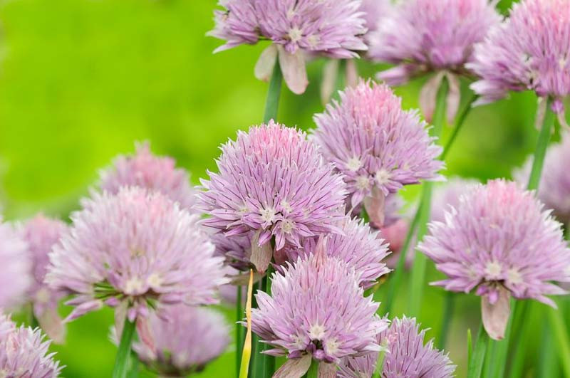 Allium schoenoprasum (Chives)