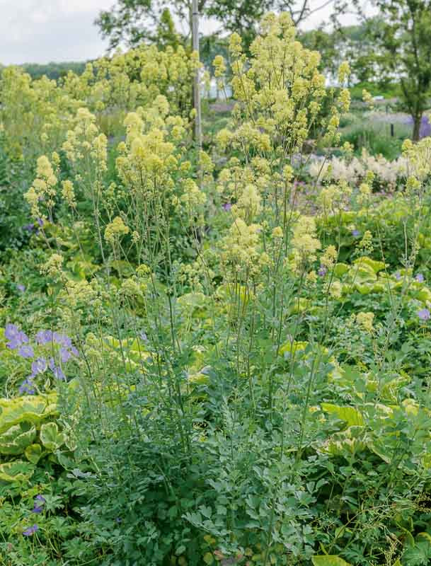 Thalictrum flavum subsp. glaucum (Yellow Meadow Rue)