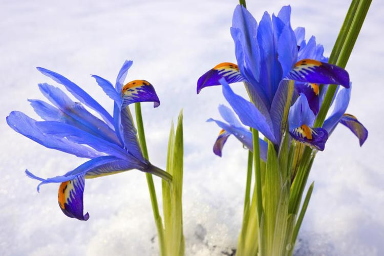 Iris 'Gordon' (Dwarf Iris)