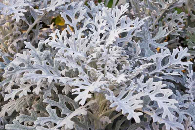 Jacobaea maritima (Dusty Miller)