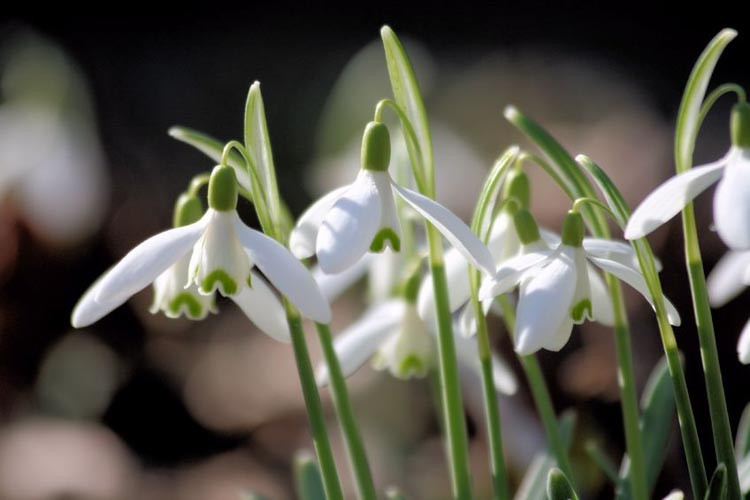 Galanthus 'Straffan' (Snowdrop)