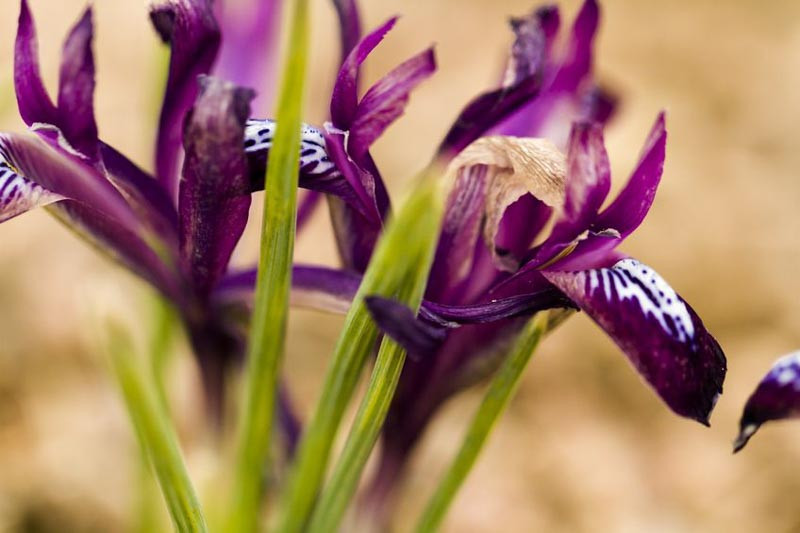 Iris 'J.S. Dijt' (Dwarf Iris)