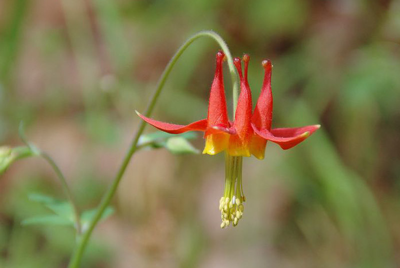 Aquilegia formosa (Western Columbine)