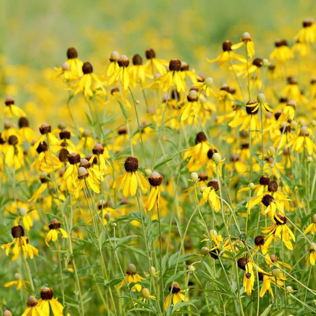 Ratibida pinnata (Yellow Coneflower)