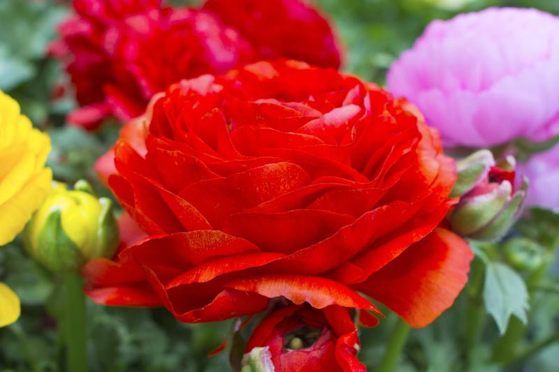 Ranunculus asiaticus 'Delano Red' (Persian Buttercup)
