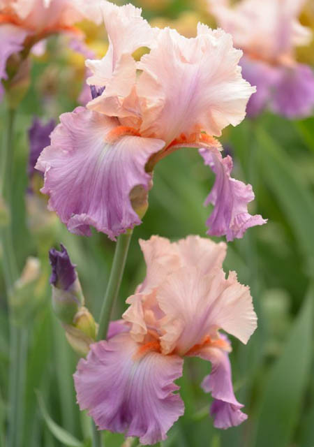 Iris 'Celebration Song' (Bearded Iris)