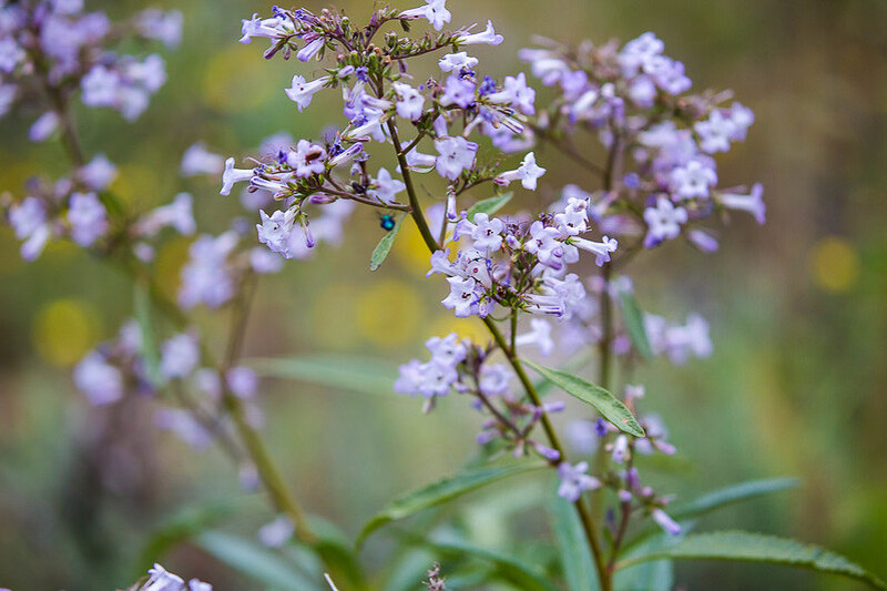 Eriodictyon californicum (California Yerba Santa)