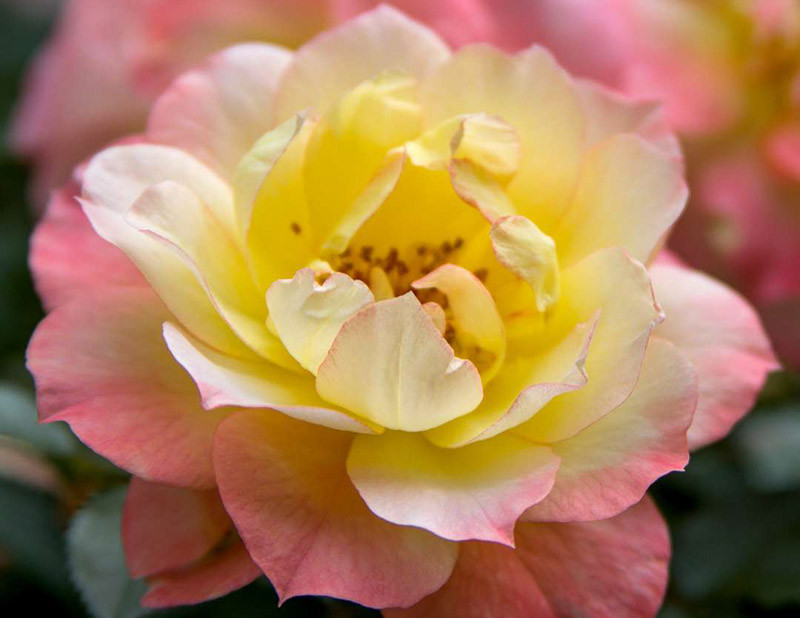 Rosa Oso Easy Italian Ice® (Groundcover Rose)