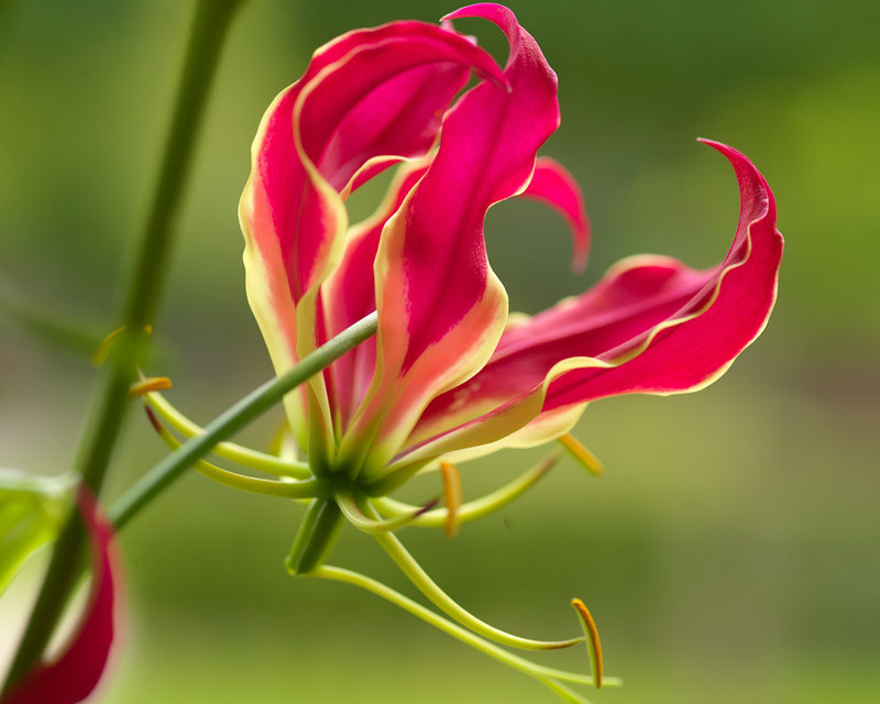 Gloriosa Rothschildiana Gloriosa Lily Gloriosa Rothschildiana Gloriosa Lily