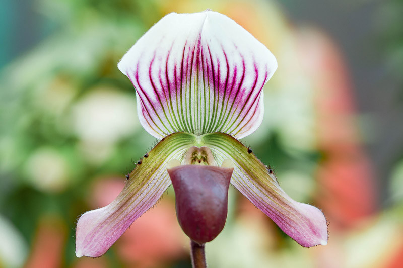 Paphiopedilum callosum (Callus Paphiopedilum)