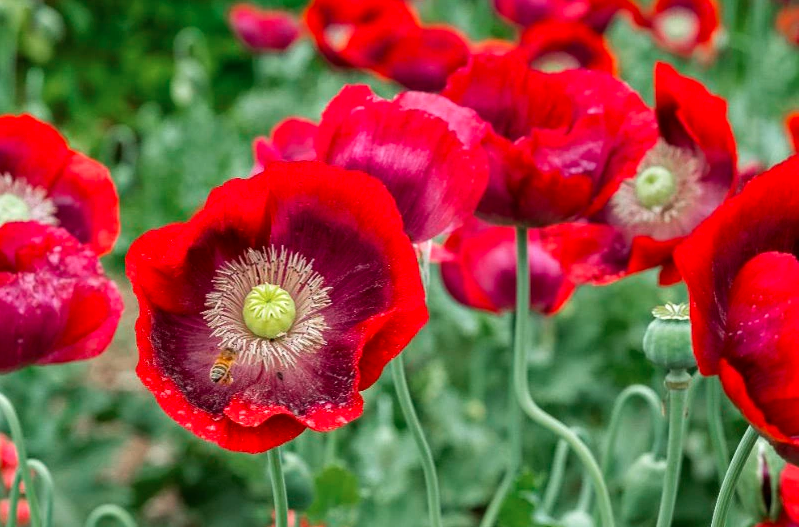 Papaver somniferum 'Cherry Glow' (Opium Poppy)