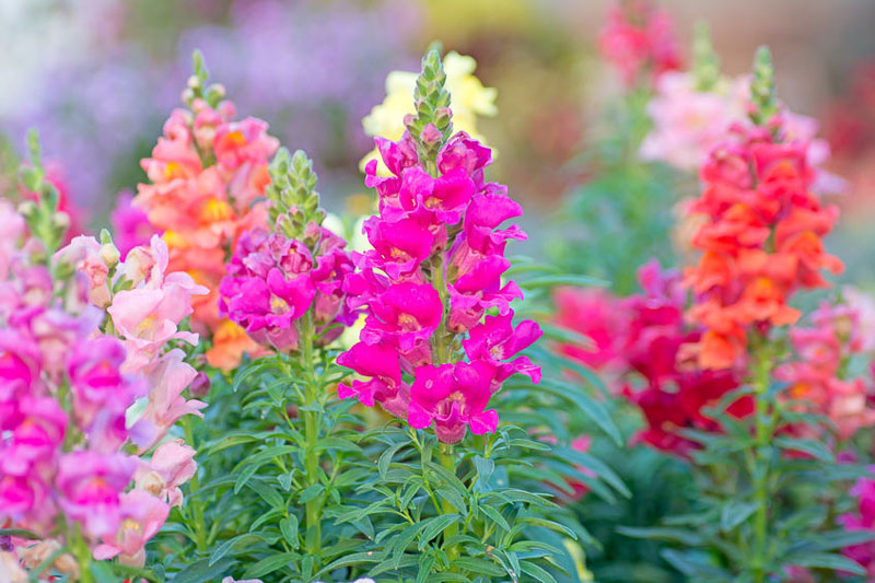 Antirrhinum majus (Snapdragon)