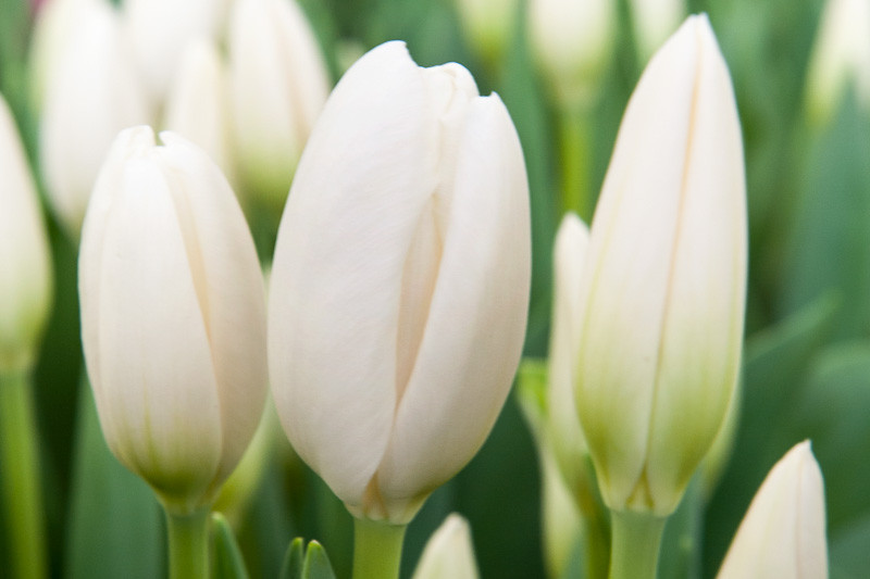 Tulipa 'Hakuun' (Darwin Hybrid Tulip)