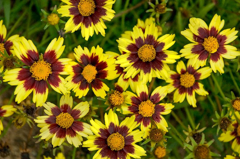 Coreopsis 'Cosmic Eye' (Big Bang Series)