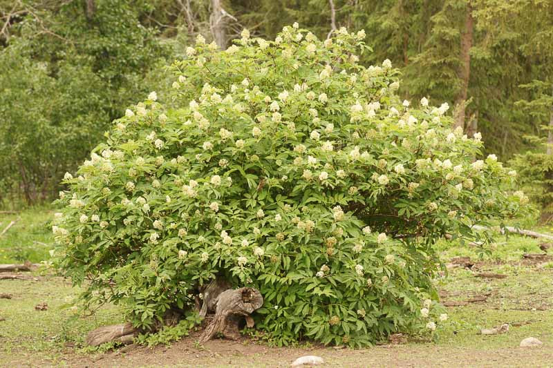 Sambucus racemosa (Red Elderberry)
