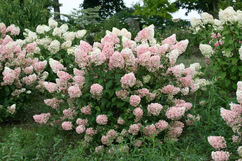 Hydrangea paniculata Sundae Fraise