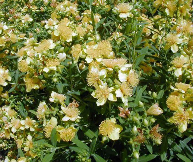 Hypericum kalmianum (Kalm St. John's Wort)