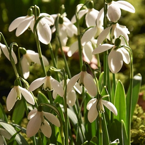 When-Do-Snowdrops-Galanthus-Flower