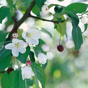 Louisa Flowering Crabapple | Best Flower Site