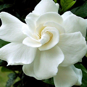 Learn How to Grow and Care for Your Gardenia